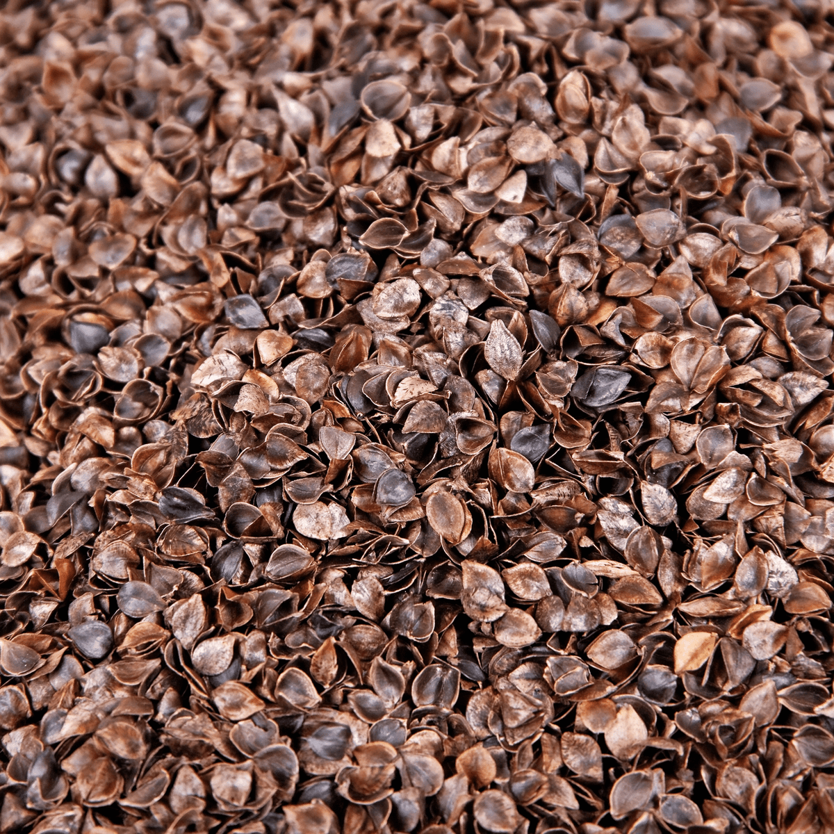 Organic Buckwheat Husk from South Island NZ – INNATURE