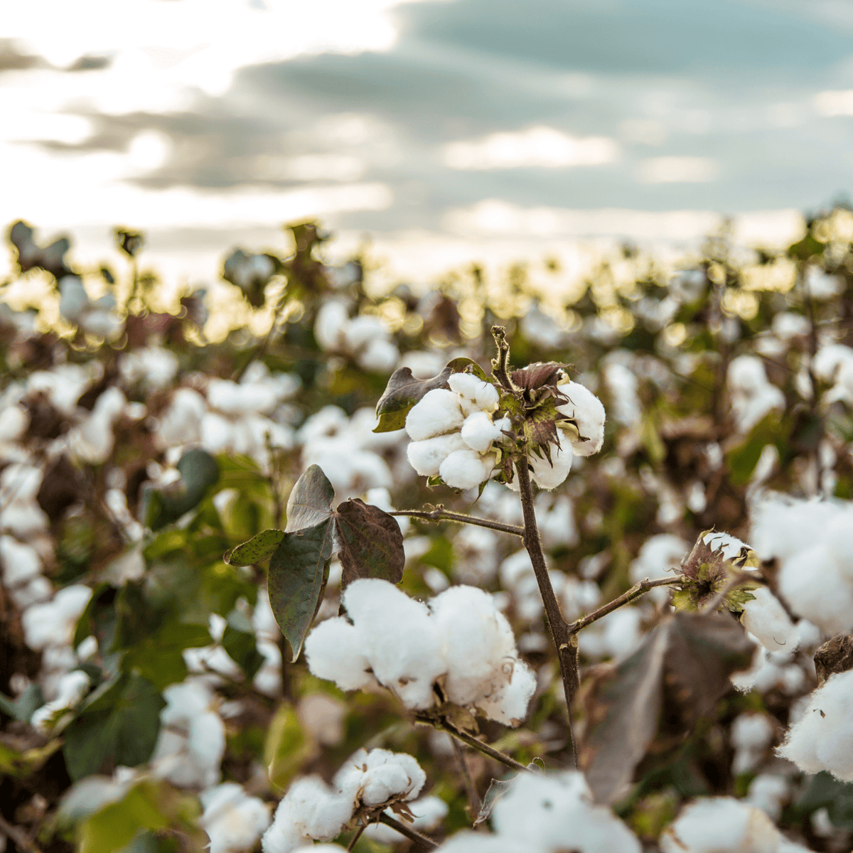 Unbleached Organic Cotton and Hemp Fabric – INNATURE